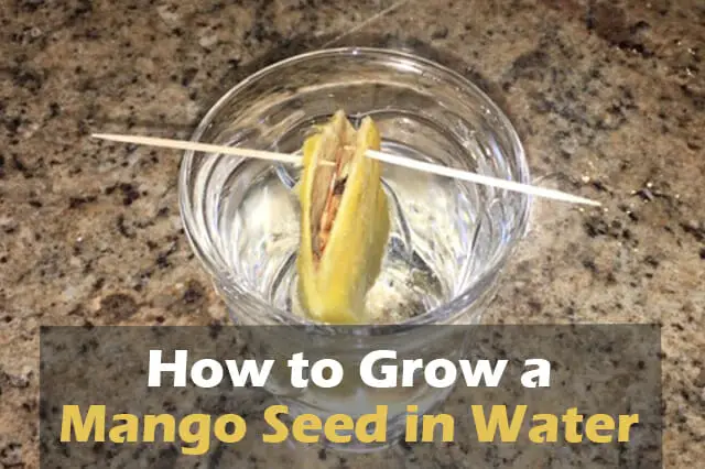 How To Grow A Mango Seed In Water: Step-by-Step Guide