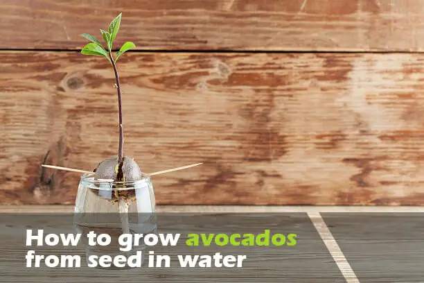 How To Grow Avocados From Seed In Water [What's The Process]