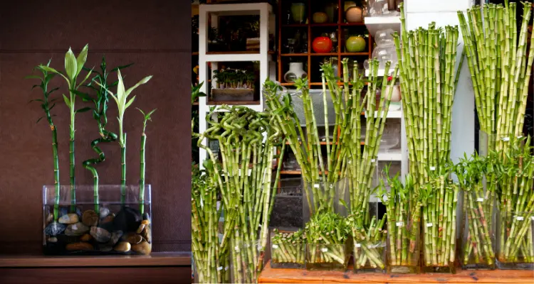 How To Propagate Lucky Bamboo In Water: Step-by-Step